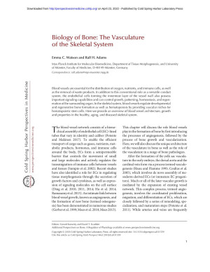 Biology of Bone: The Vasculature of the Skeletal System | Emma C ...